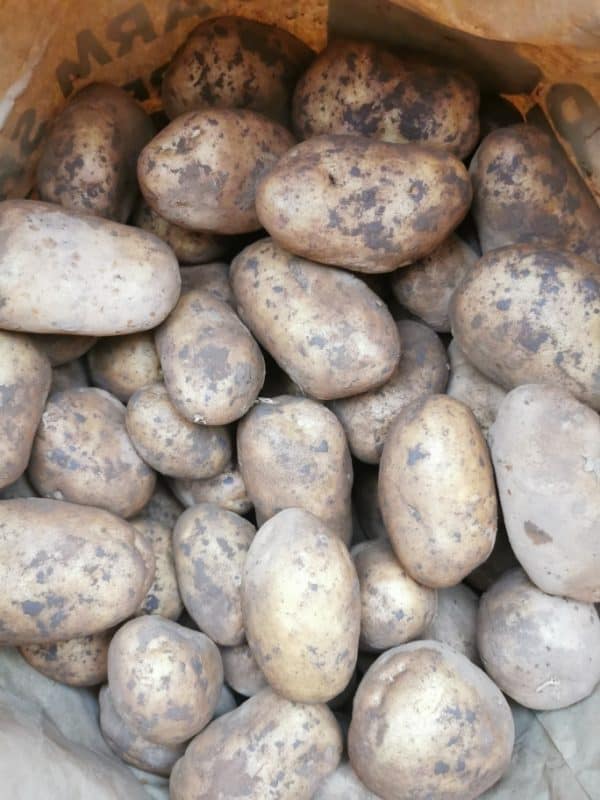 Potatoes, Valor, Washed, UK – Marshford Organic Foods