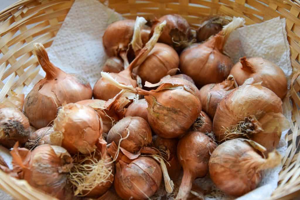Shallots, Netherlands – Marshford Organic Foods