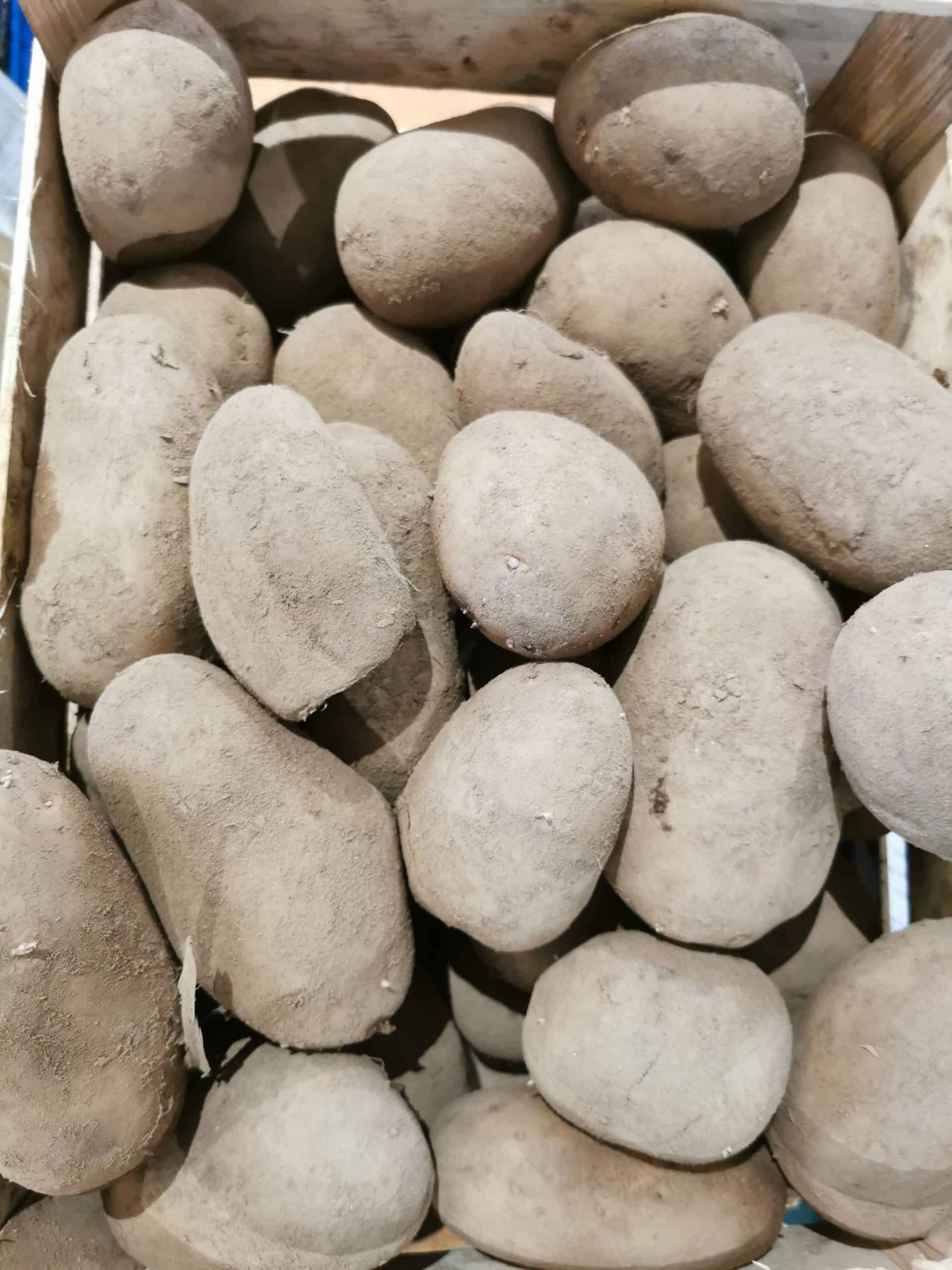 Potatoes, Lady Balfour, UK (All Rounder) – Marshford Organic Foods