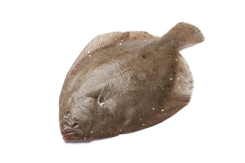 Locally Caught Brill Fillet approximately 140g (Frozen) – Marshford ...